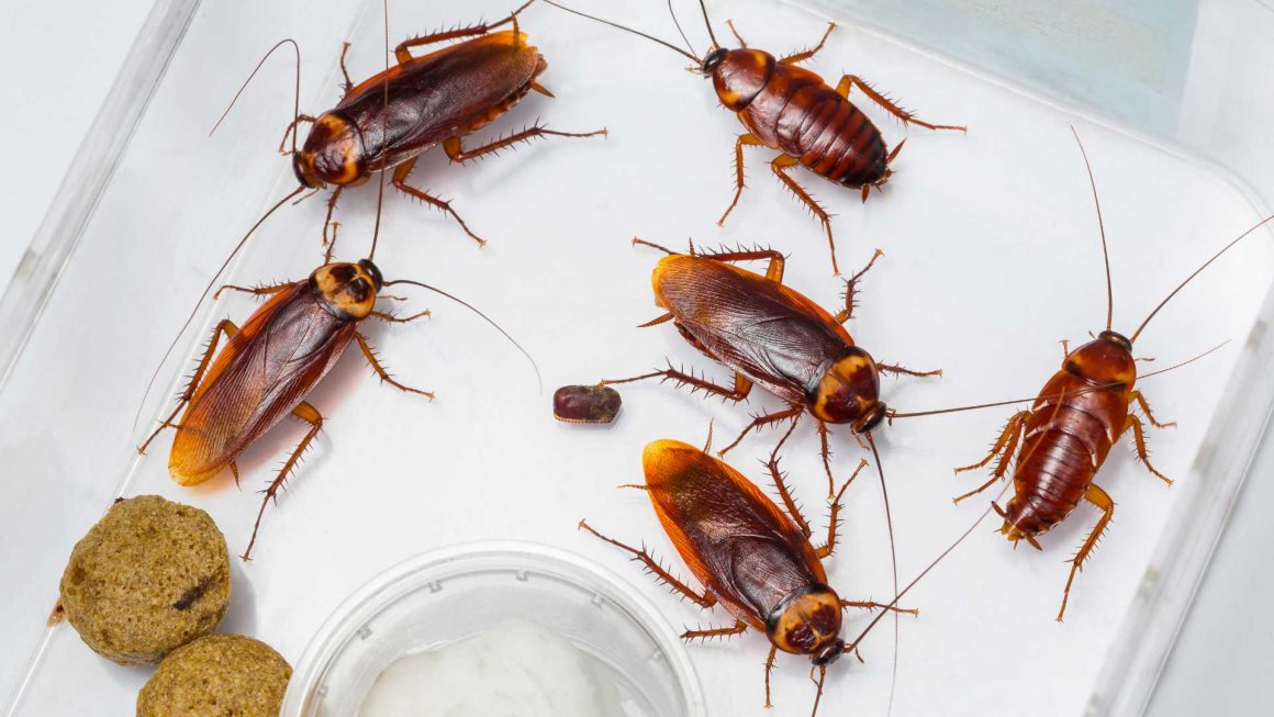 How to Get Rid Of Cockroaches in My London Home - London Local News