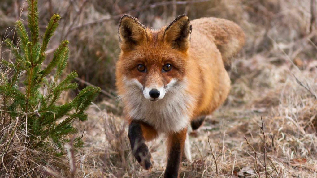 How to Keep Foxes Out of Your Garden? - London Local News