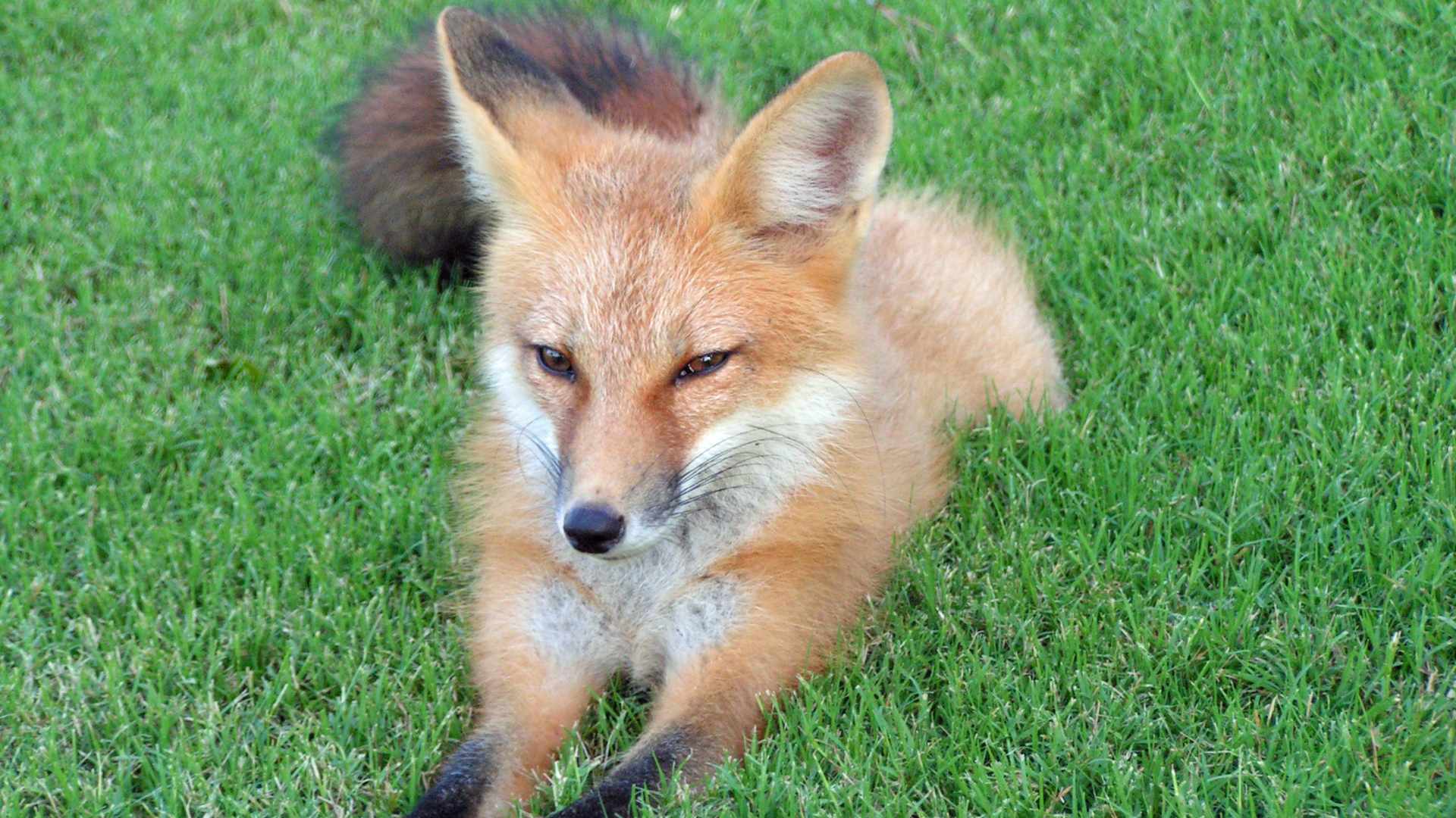 How to Keep Foxes Out of Your Garden? - London Local News