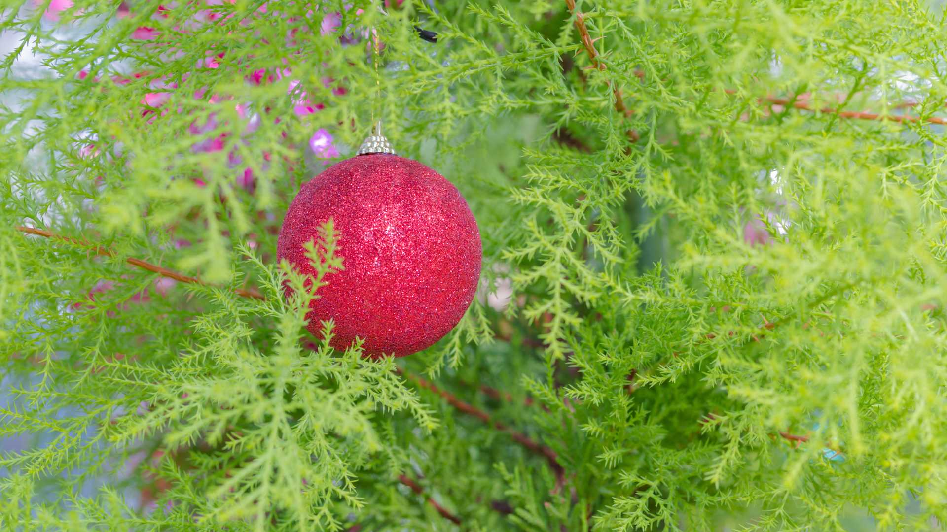 How to Buy a Real Christmas Tree in London - London Local News