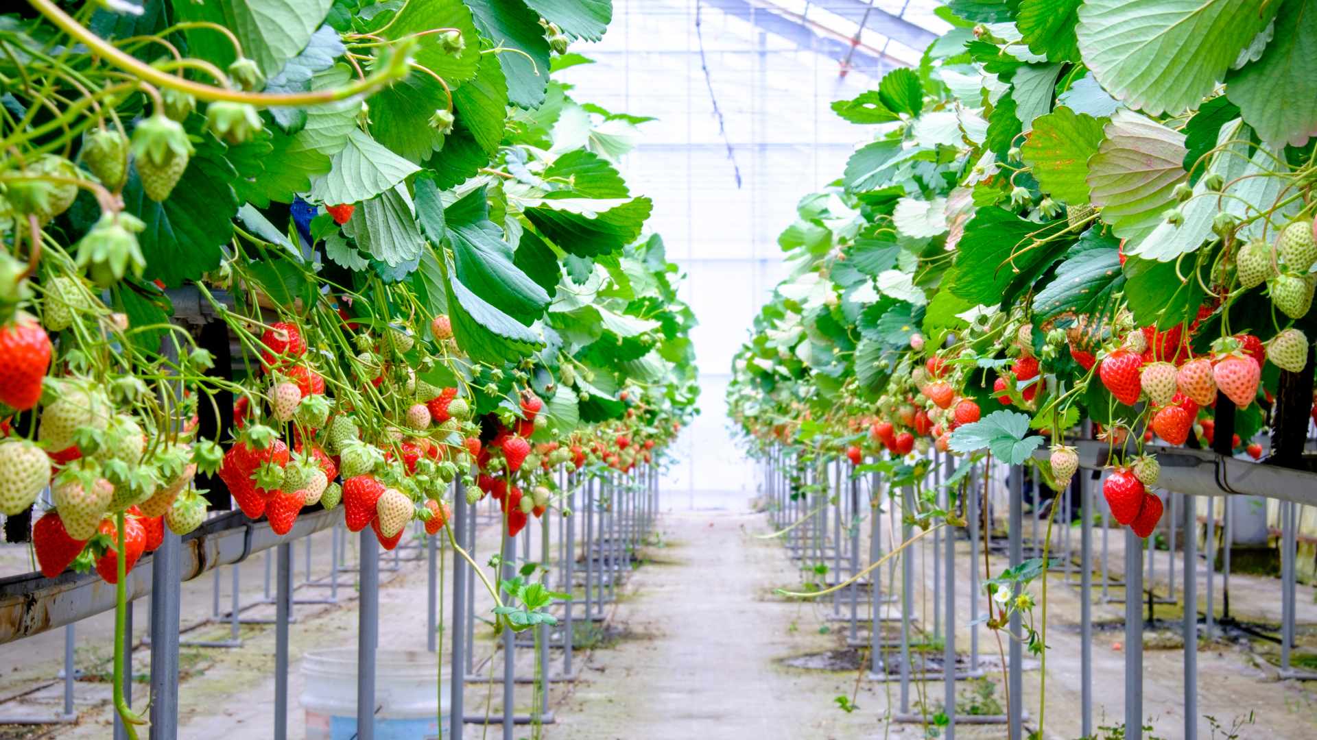 Strawberry Season in UK: A Guide to Enjoying Fresh Berries - London ...